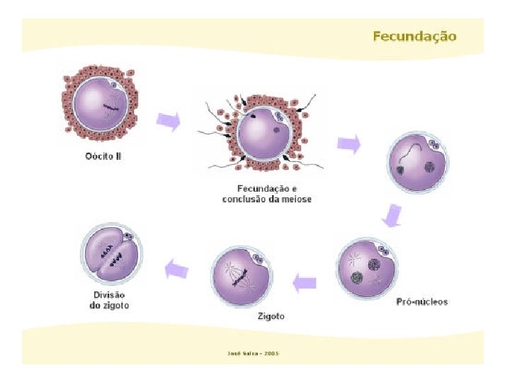 EMBRIOLOGIA PROF CLAUDIO GIOVANNINI Quanto ao local do