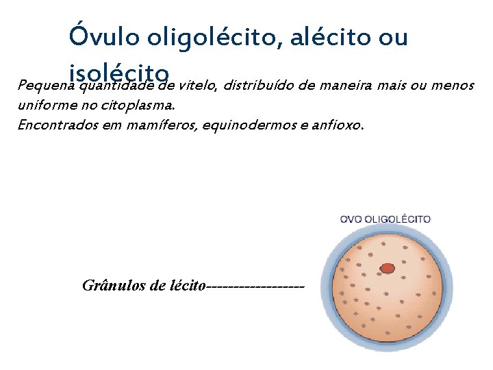 EMBRIOLOGIA PROF CLAUDIO GIOVANNINI Quanto ao local do