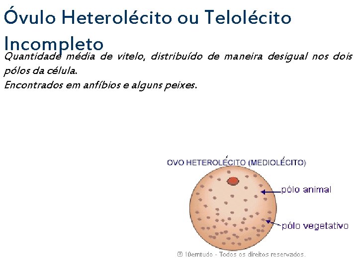 EMBRIOLOGIA PROF CLAUDIO GIOVANNINI Quanto ao local do