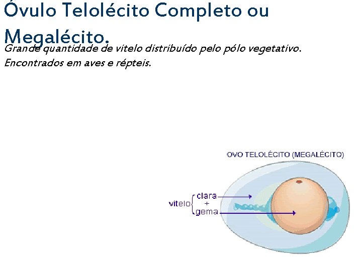 EMBRIOLOGIA PROF CLAUDIO GIOVANNINI Quanto ao local do