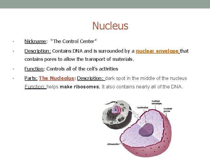 C CELL ORGANELLES AND THEIR FUNCTIONS M Henriques
