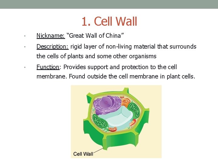 C CELL ORGANELLES AND THEIR FUNCTIONS M Henriques