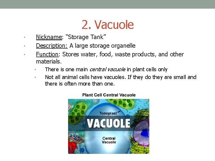 C CELL ORGANELLES AND THEIR FUNCTIONS M Henriques