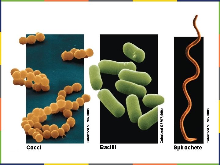 CONCEPTS OF BIOLOGY Chapter 13 DIVERSITY OF MICROBES
