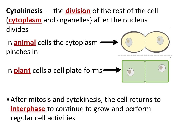 Cell DivisionMitosis Notes Cell Division process by which