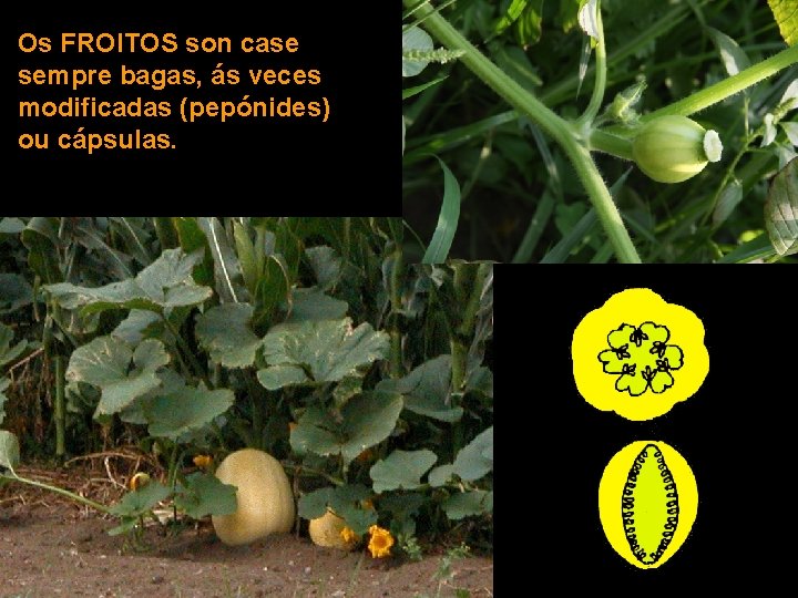 Cabazas calacs colondros e outras cucurbitceas As cucurbitceas