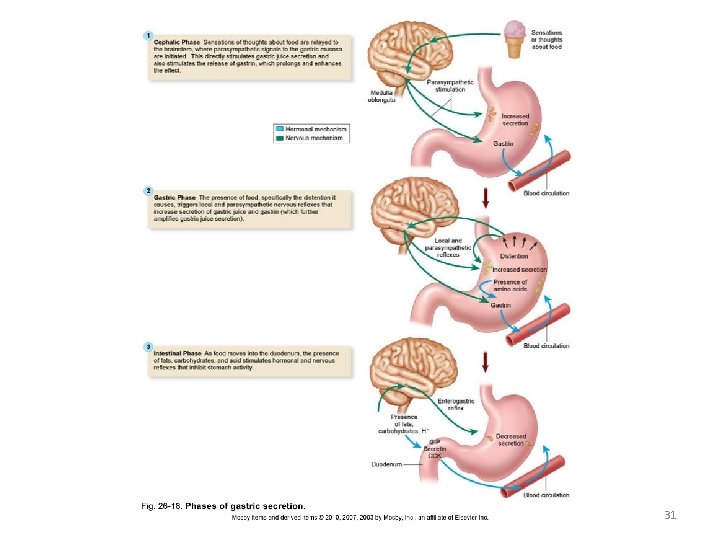 Chapter 26 Physiology of the Digestive System OVERVIEW