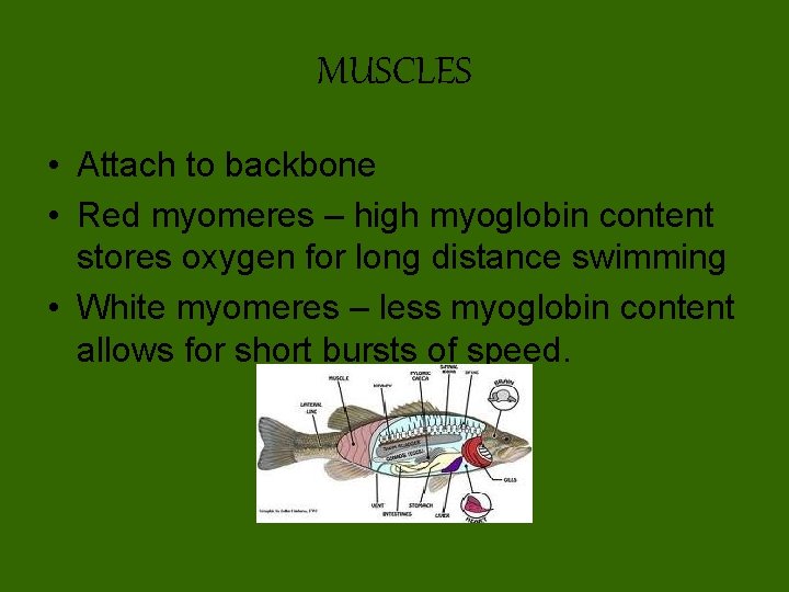 Just Keep Swimming MUSCLES Attach to backbone Red