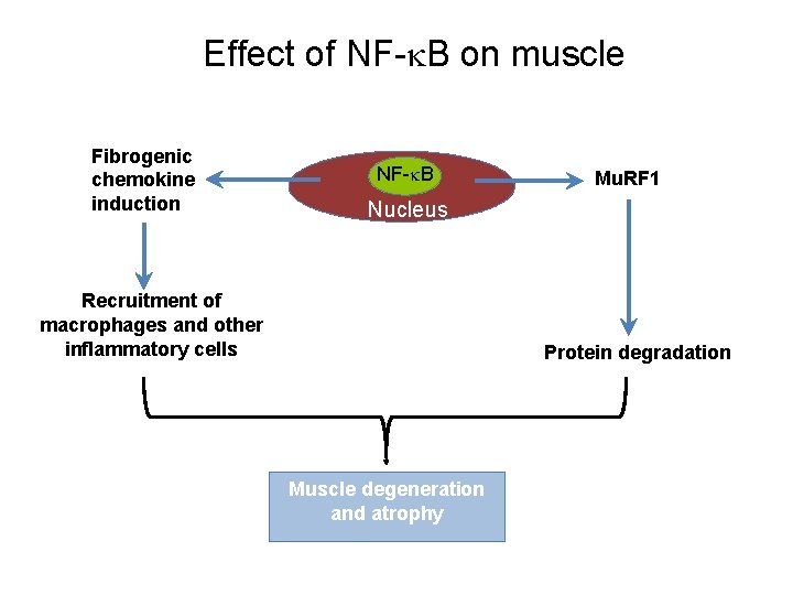 Updates in Research for Becker Muscular Dystrophy Paula