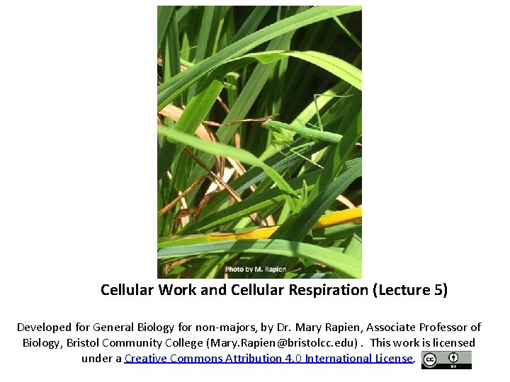 Cellular Work and Cellular Respiration Lecture 5 Developed