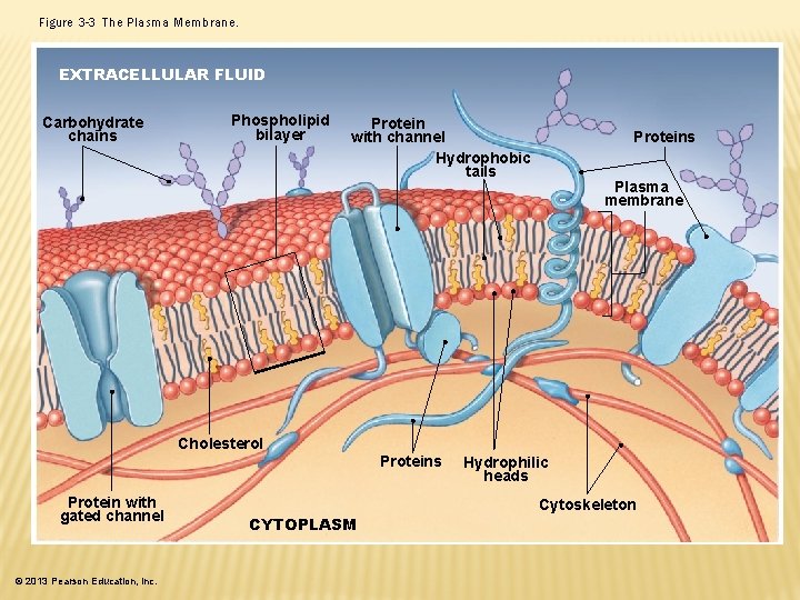 The Basic Unit of Life CELLS THE CELL