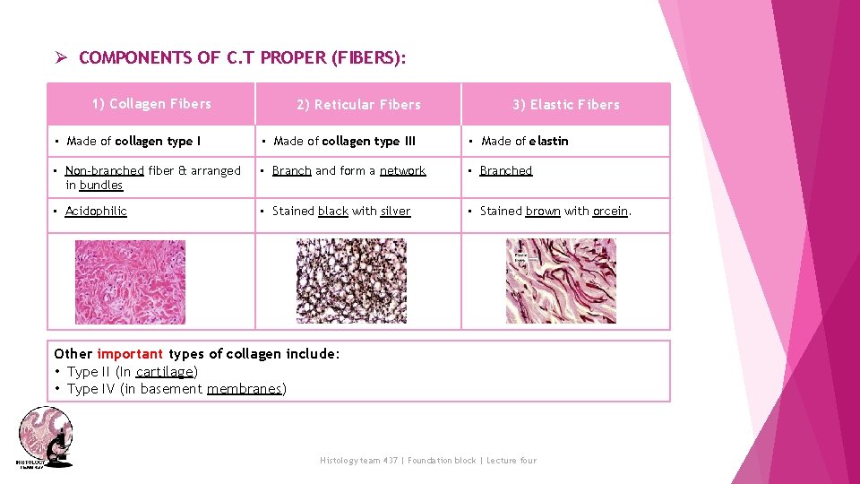 Connective Tissue Red important Black in malefemale slides