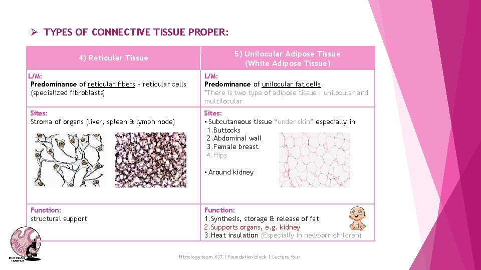 Connective Tissue Red important Black in malefemale slides