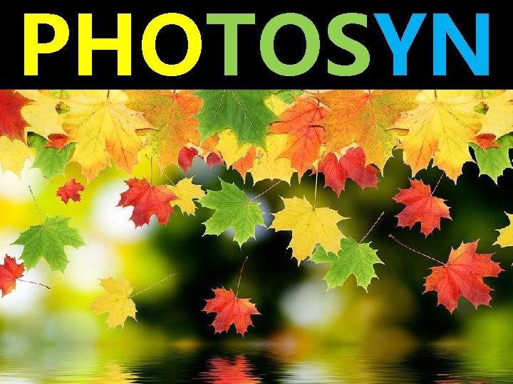 PHOTOSYN THESIS What is photosynthesis is a process