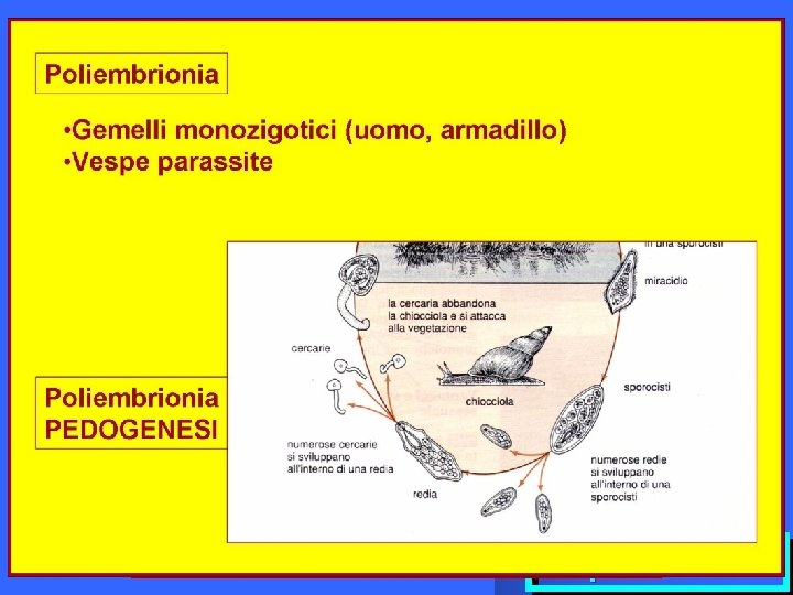 Riproduzione Asessuata Agamica Scissione Binaria e Multipla Gemmazione