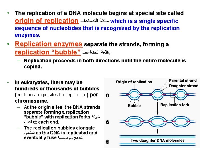 THE MOLECULE BASIS OF INHERITANCE DNA Replication http