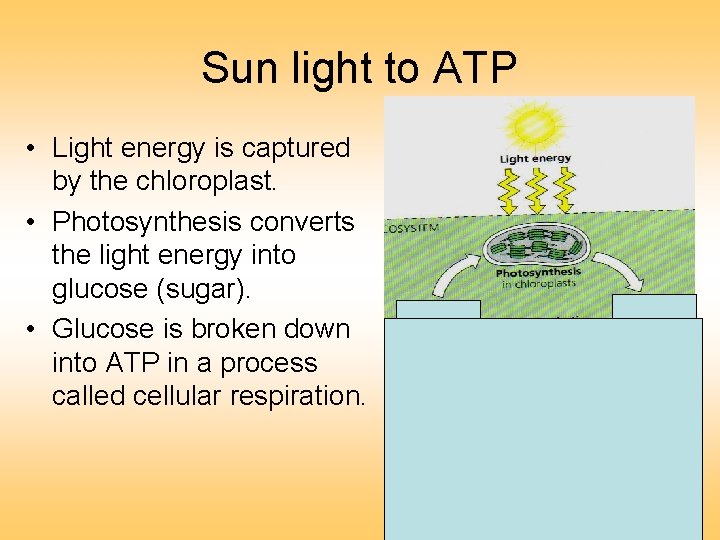 Cellular Respiration LN 11 Cell Biology 1 g