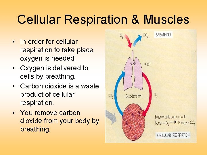 Cellular Respiration LN 11 Cell Biology 1 g