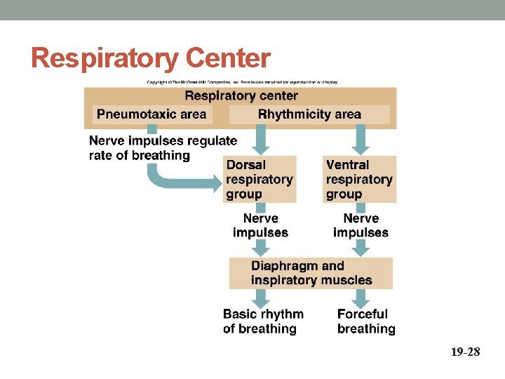 THE RESPIRATORY SYSTEM BIO 139 Anatomy Physiology II