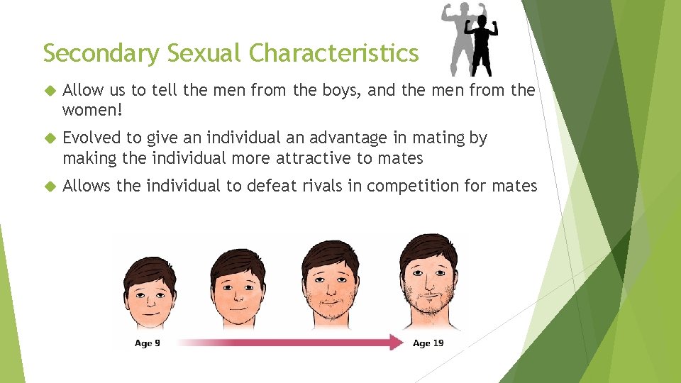 Primary Secondary Structures Puberty Reproductive structures mature and