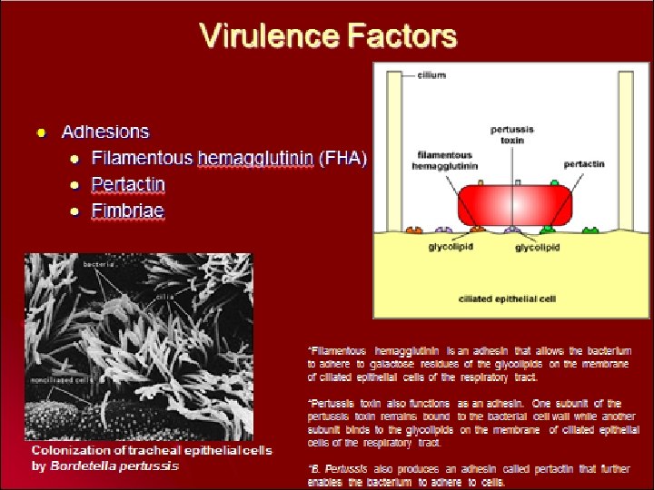 Aerobic Gram negative coccobacillus Alcaligenaceae Family Specific to