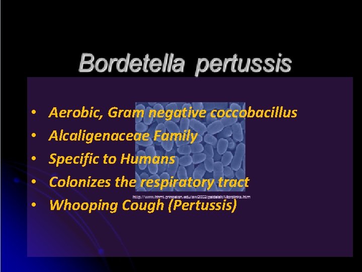 Aerobic Gram negative coccobacillus Alcaligenaceae Family Specific to