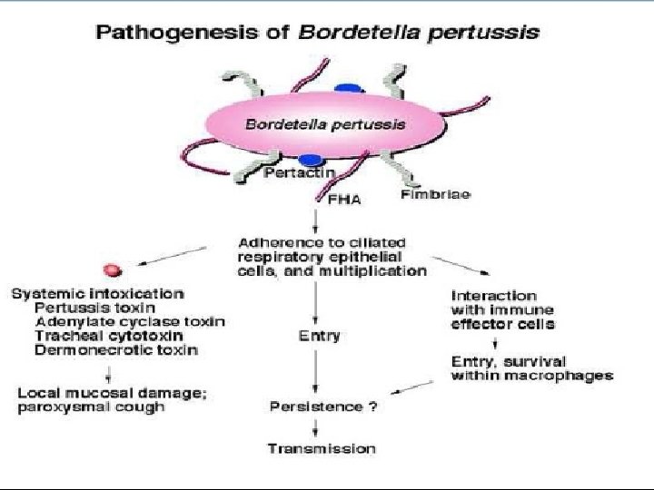 Aerobic Gram negative coccobacillus Alcaligenaceae Family Specific to