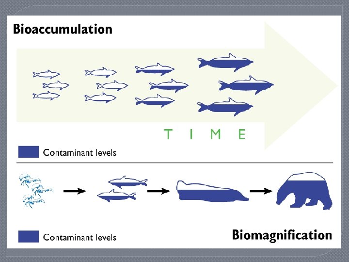 2 3 Effect of Bioaccumulation on Ecosystems Role