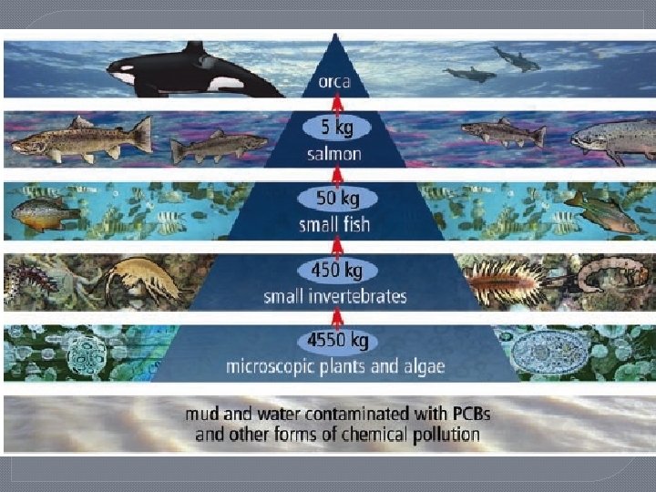 2 3 Effect of Bioaccumulation on Ecosystems Role