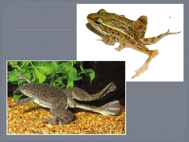 2 3 Effect of Bioaccumulation on Ecosystems Role