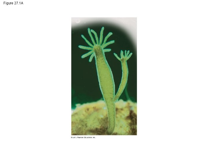 Chapter 27 Reproduction and Embryonic Development Power Point