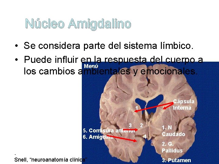 Ganglios Bsales Introduccin Ganglios Basales Son un grupo