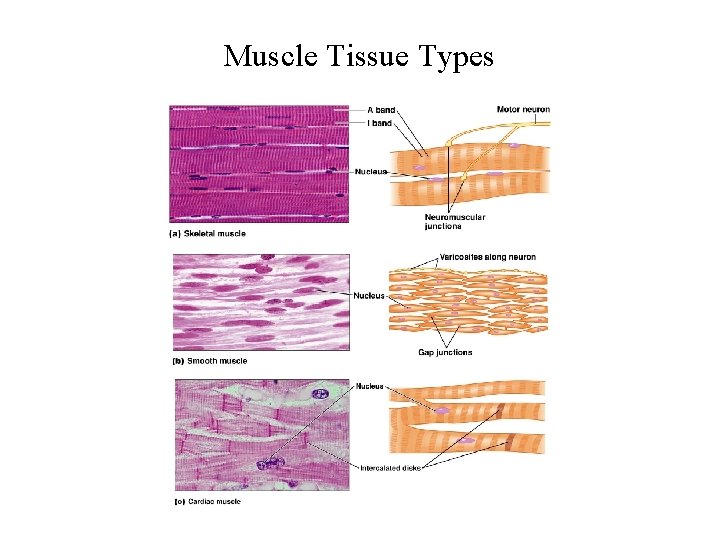 Muscular System Im going to pump you up