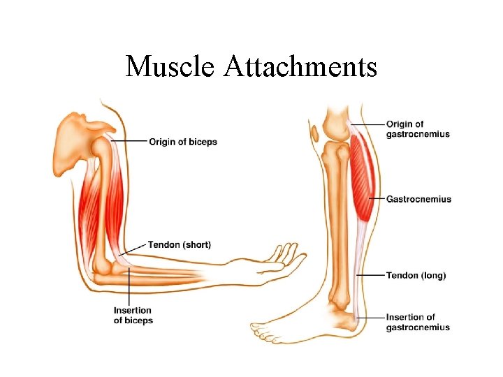 Muscular System Im going to pump you up