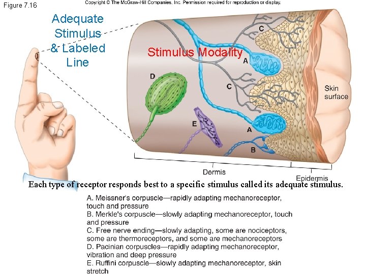 14 October 2009 Chapter 7 Sensory Physiology Aspects