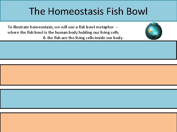 Homeostasis Homeo same Stasis standing Greek for standing