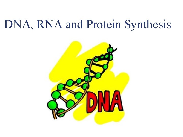 DNA RNA and Protein Synthesis What it looks