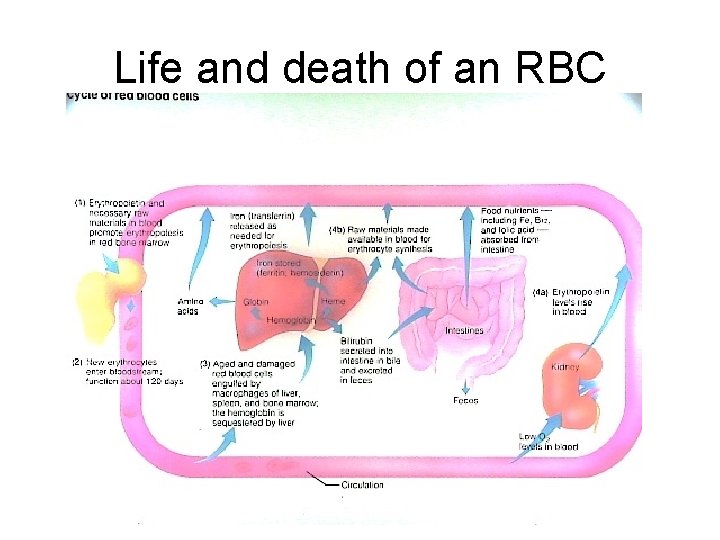 The Cardiovascular System Blood The Heart Blood Vessels
