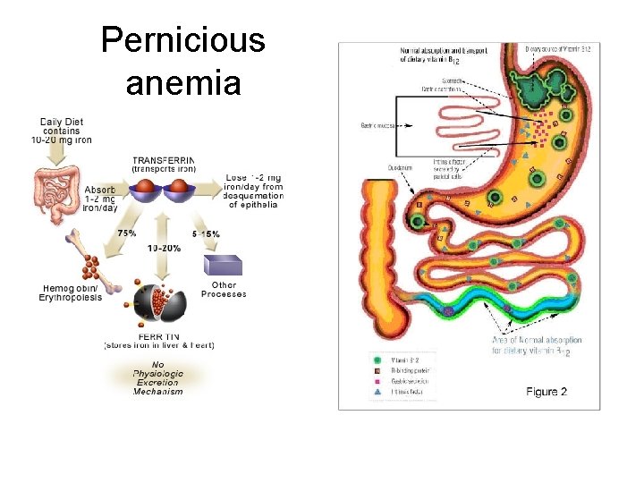 The Cardiovascular System Blood The Heart Blood Vessels