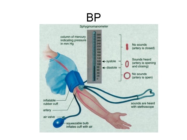 The Cardiovascular System Blood The Heart Blood Vessels