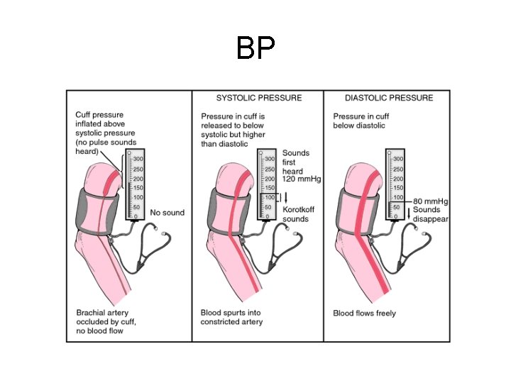 The Cardiovascular System Blood The Heart Blood Vessels