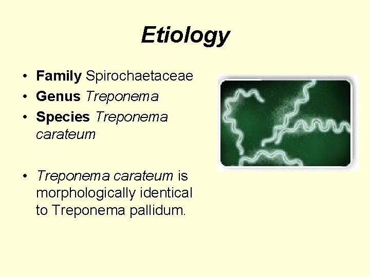 TREPONEMATOSIS Bejel Pinta Treponematosis traditionally refers to the