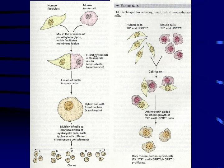 mitotic recombination 1936 Curt Stern twin spots 1