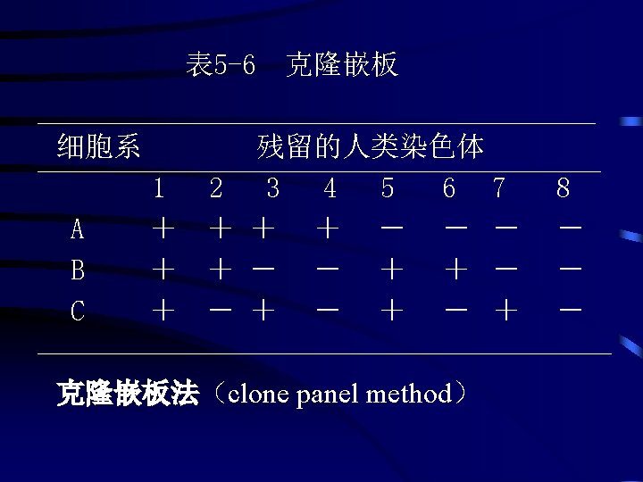 mitotic recombination 1936 Curt Stern twin spots 1