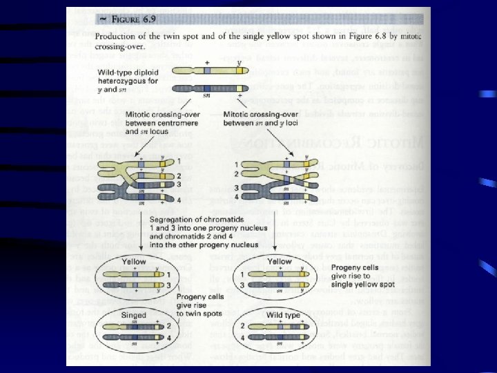 mitotic recombination 1936 Curt Stern twin spots 1