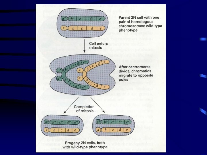 mitotic recombination 1936 Curt Stern twin spots 1