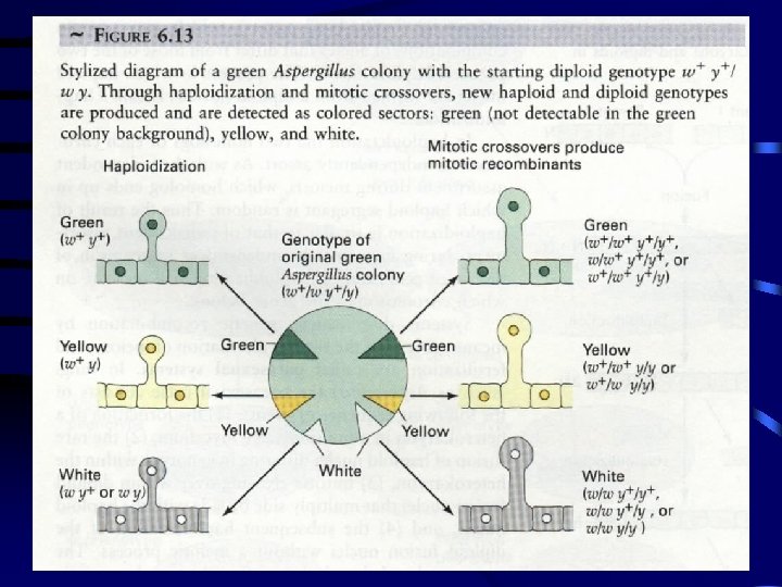 mitotic recombination 1936 Curt Stern twin spots 1