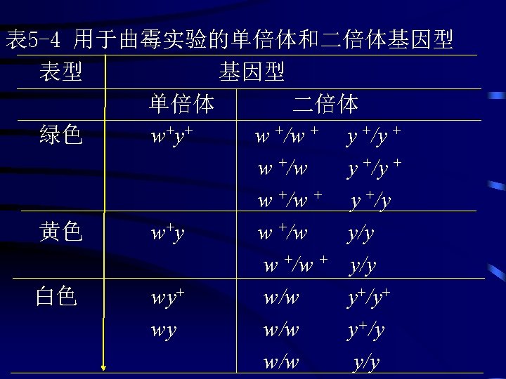 mitotic recombination 1936 Curt Stern twin spots 1