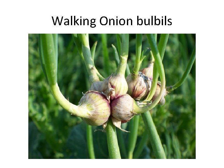 Plant Propagation by Division and Separation A subtle