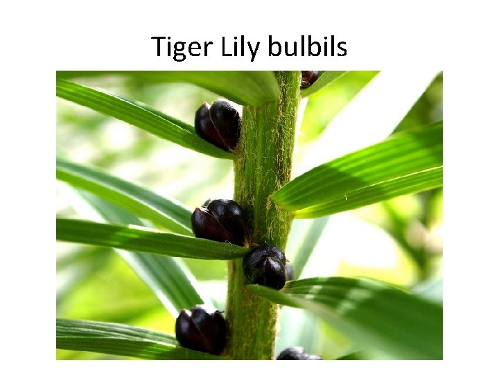 Plant Propagation by Division and Separation A subtle